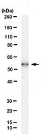 Anti-CLEC18A Antibody, clone 3A9E6 | MABS2260-100UL